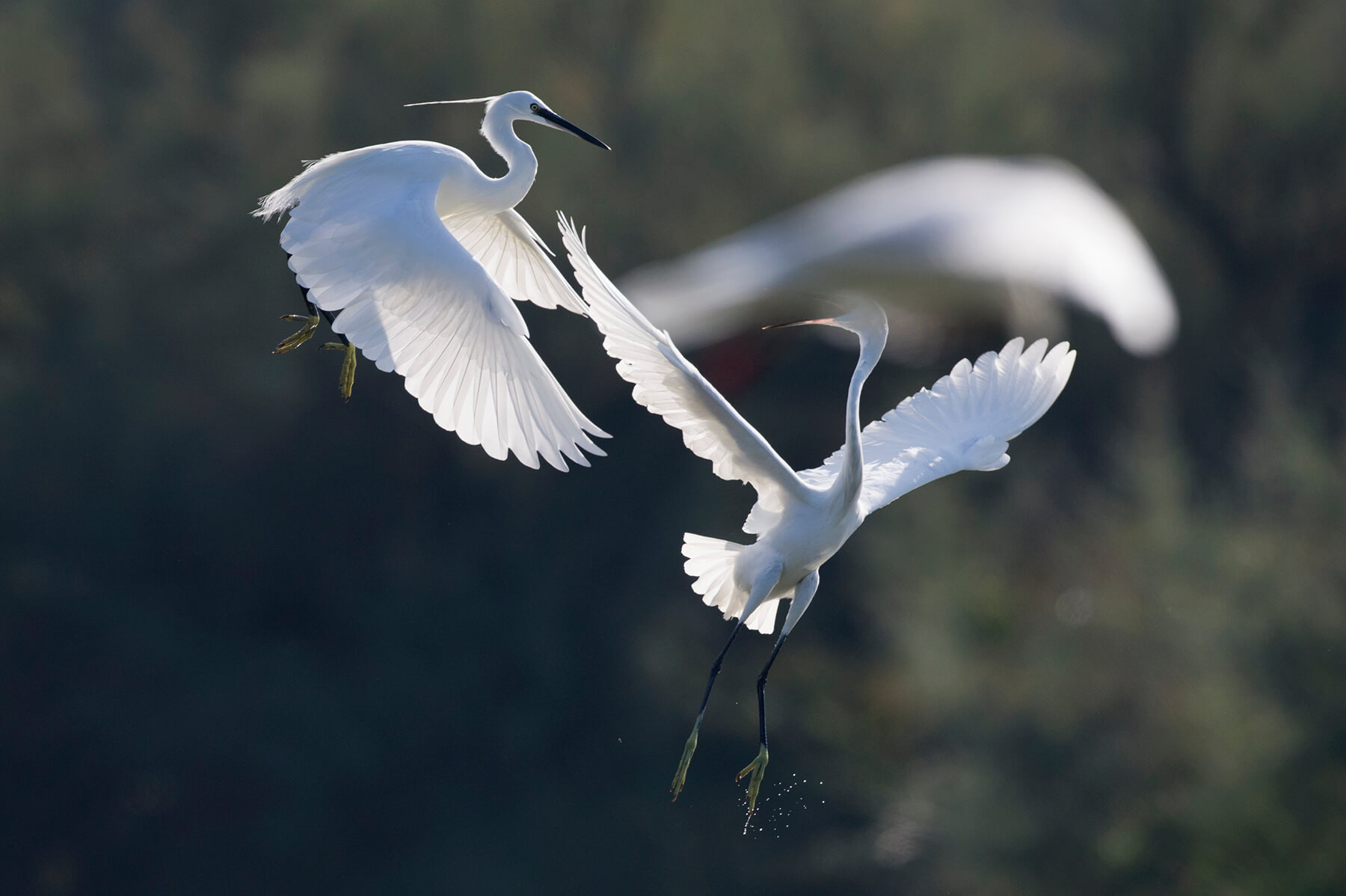 La garzetta e la foto...mancata - La Rivista della Natura