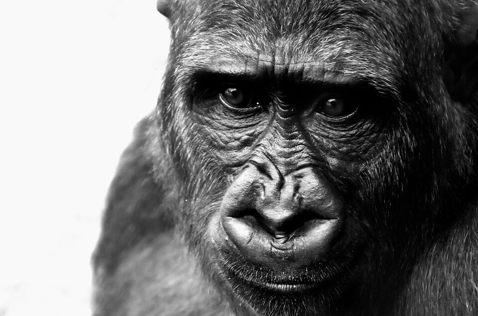 Le popolazioni dei gorilla sono maggiori di quanto stimato - La Rivista ...