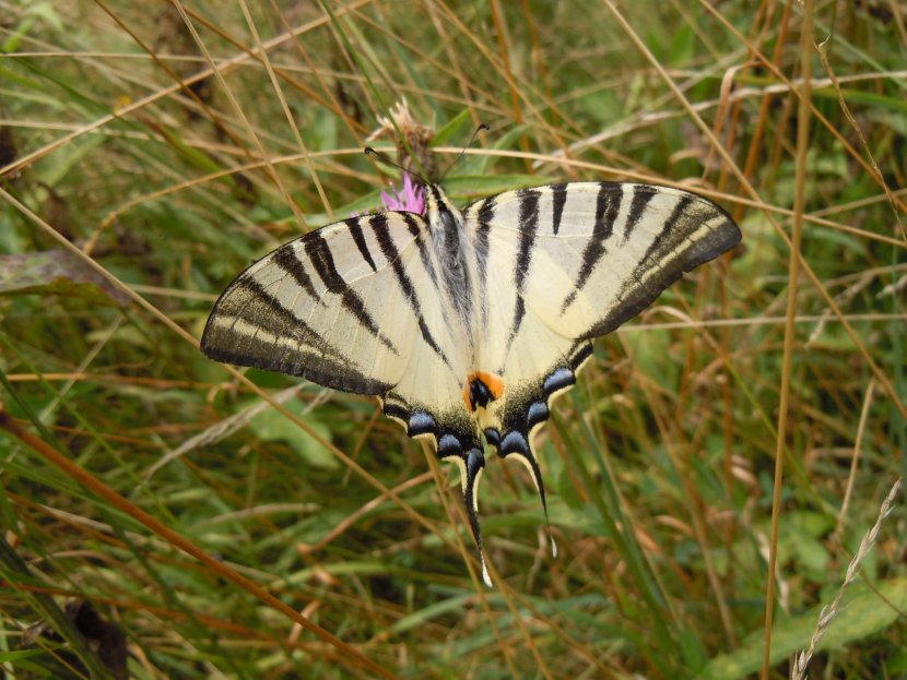 L'elegante volo del podalirio - La Rivista della Natura