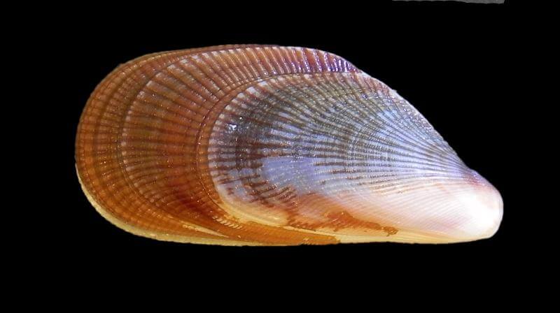 Brachidontes pharaonis: storia dell’invasione di un alieno - La Rivista ...