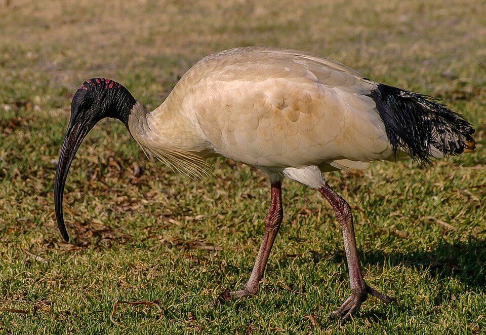 Ibis sacro invasivo, occorre agire per contenerlo - La Rivista della Natura