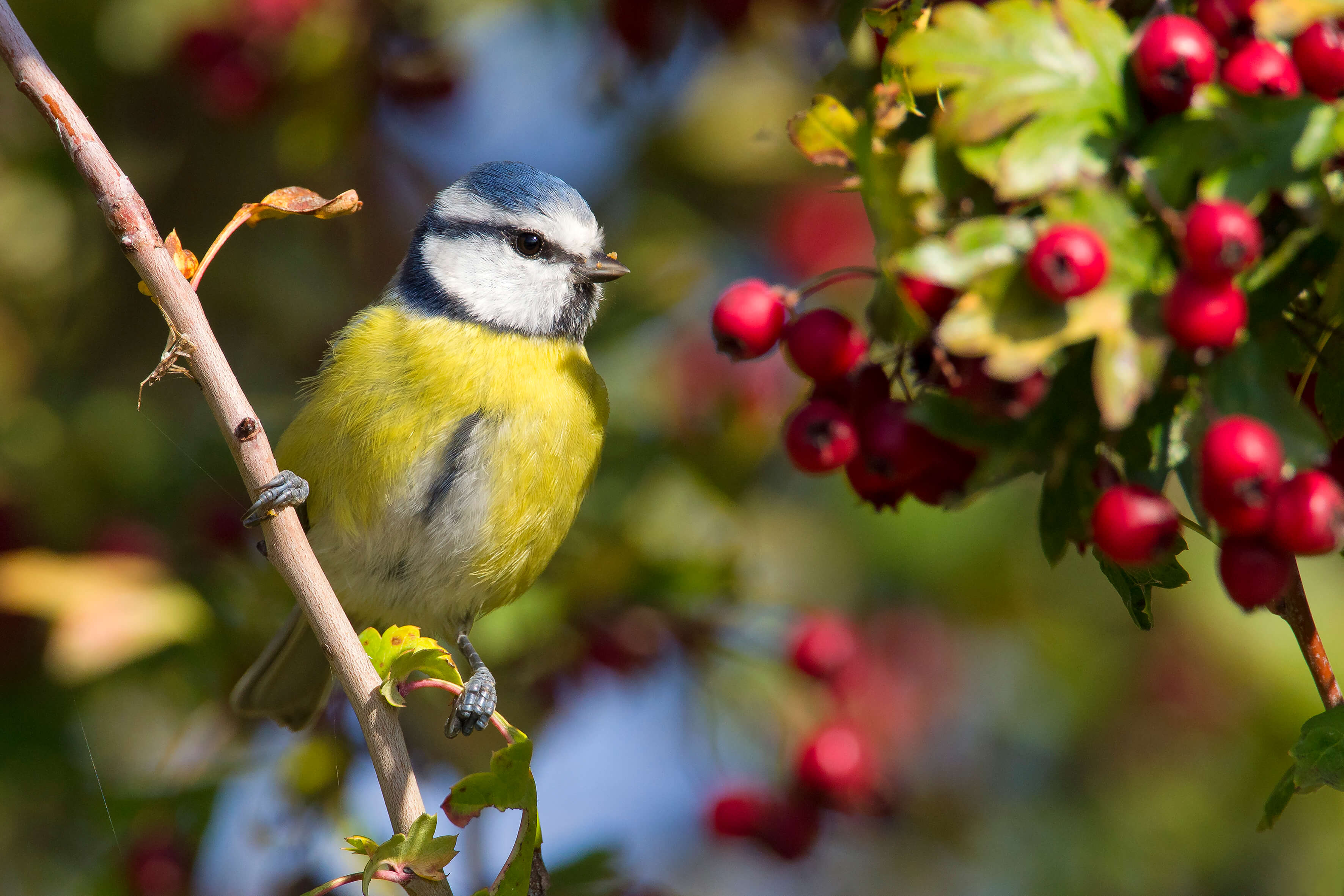 Cinciarella, il folletto azzurro - La Rivista della Natura