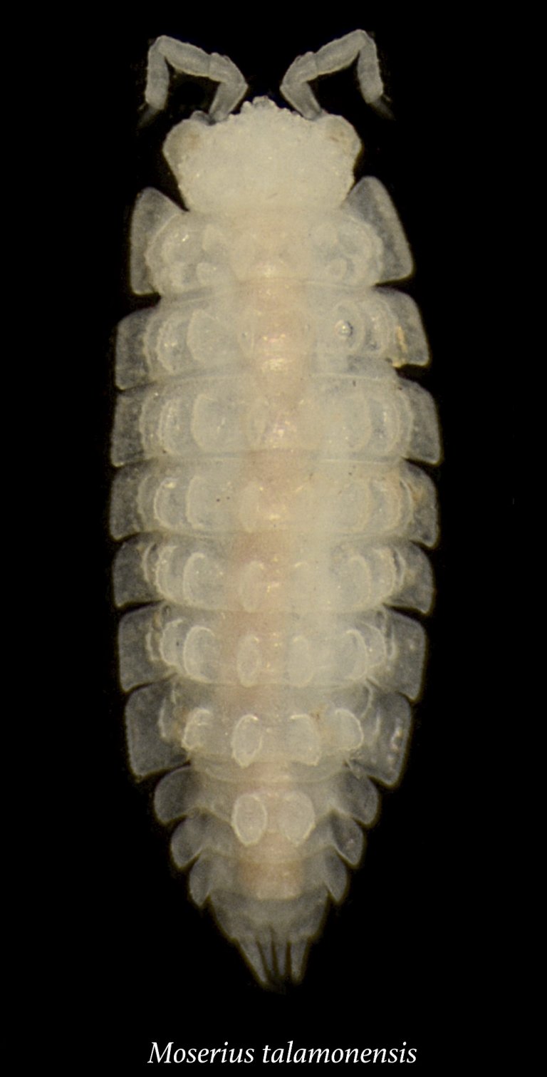 In Toscana sono state scoperte sette nuove specie di isopodi - La ...