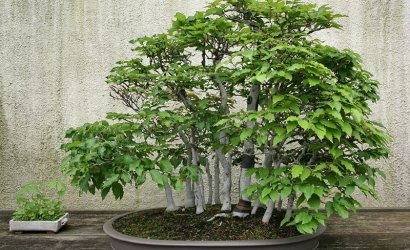 Faggio giapponese, elegante bonsai - La Rivista della Natura