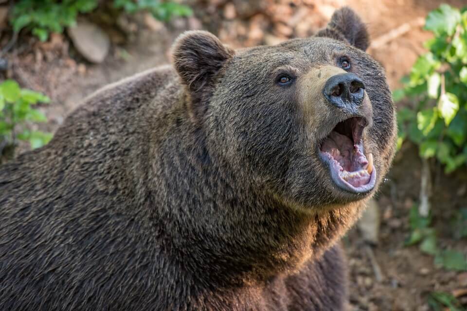 Il TAR salva l’ orso marsicano: stop alla caccia - La Rivista della Natura