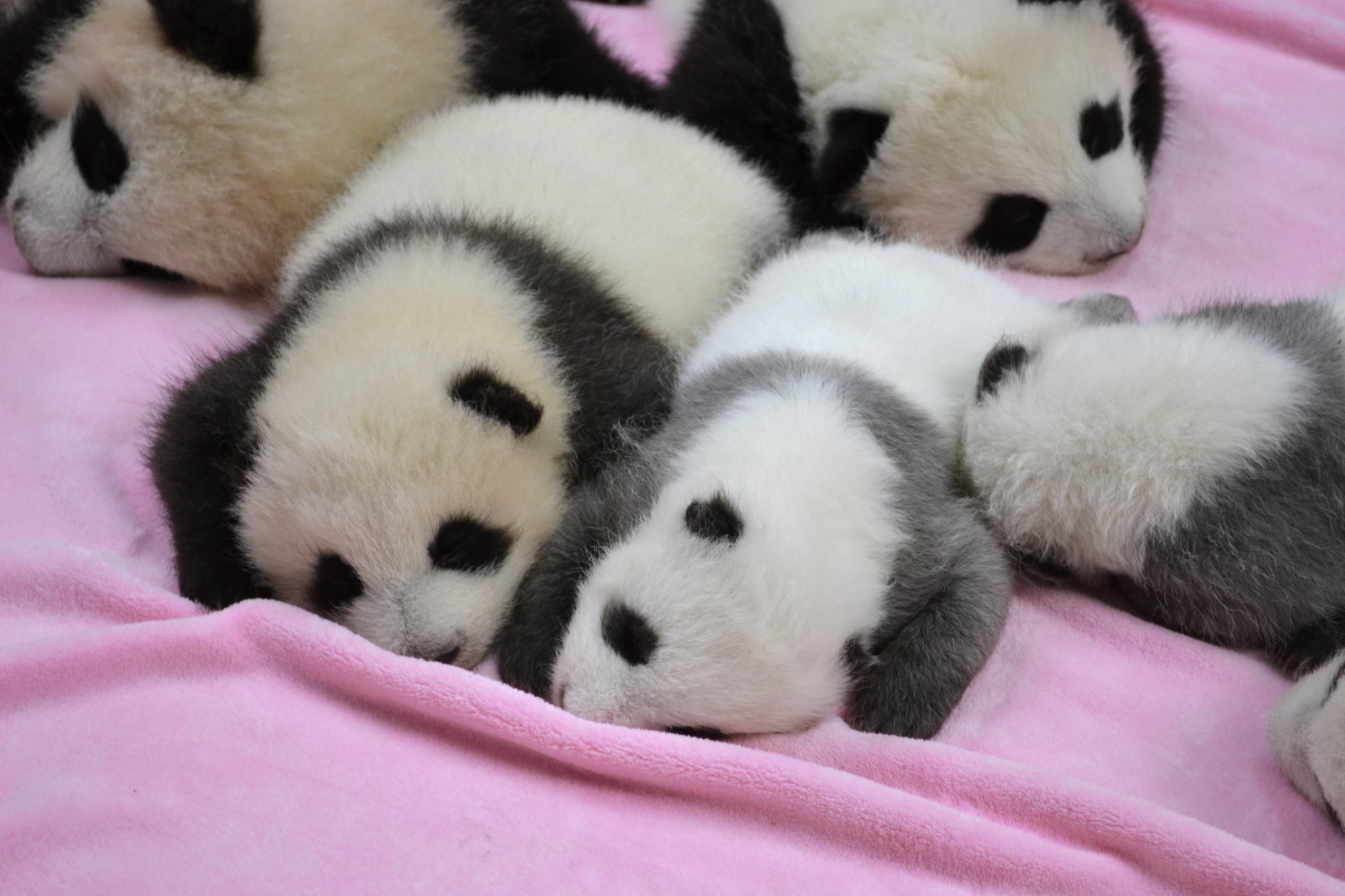 Dentro la Panda Valley, il centro per la reintroduzione in natura della ...