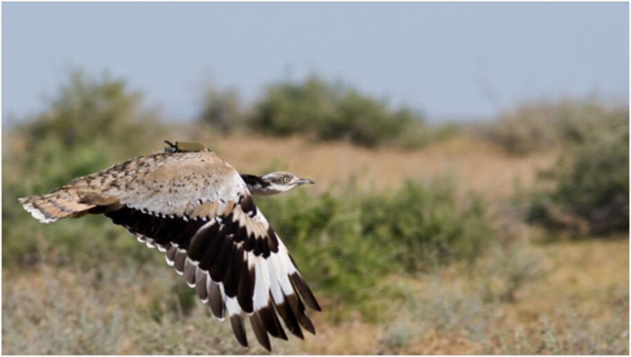 Ubara, specie minacciata dalla falconeria araba - La Rivista della Natura
