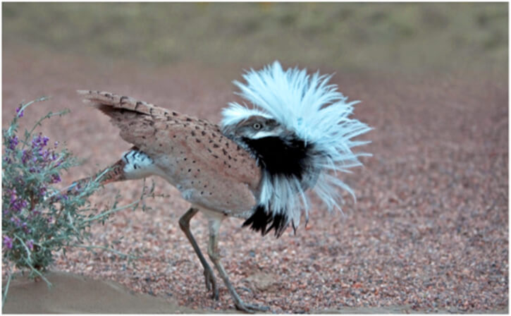 Ubara, specie minacciata dalla falconeria araba - La Rivista della Natura