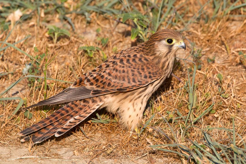 Gheppio, il maestro dello spirito santo - La Rivista della Natura