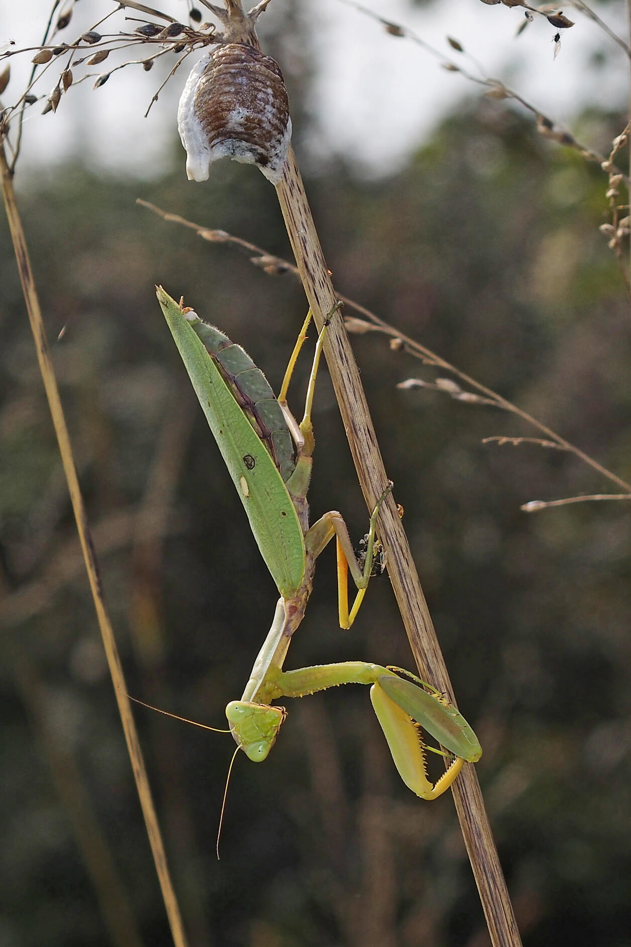 L’arrivo in Italia di Hierodula tenuidentata, la mantide gigante ...