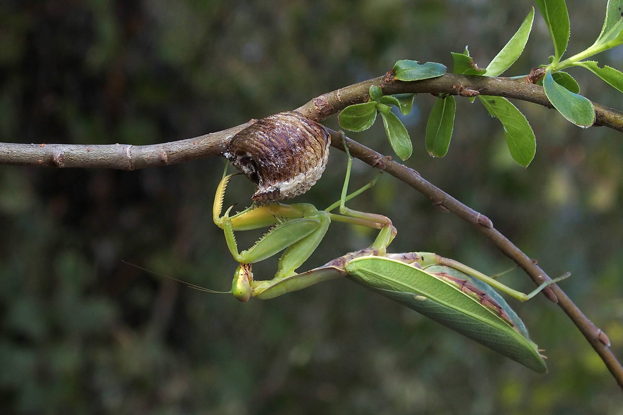 L’arrivo in Italia di Hierodula tenuidentata, la mantide gigante ...