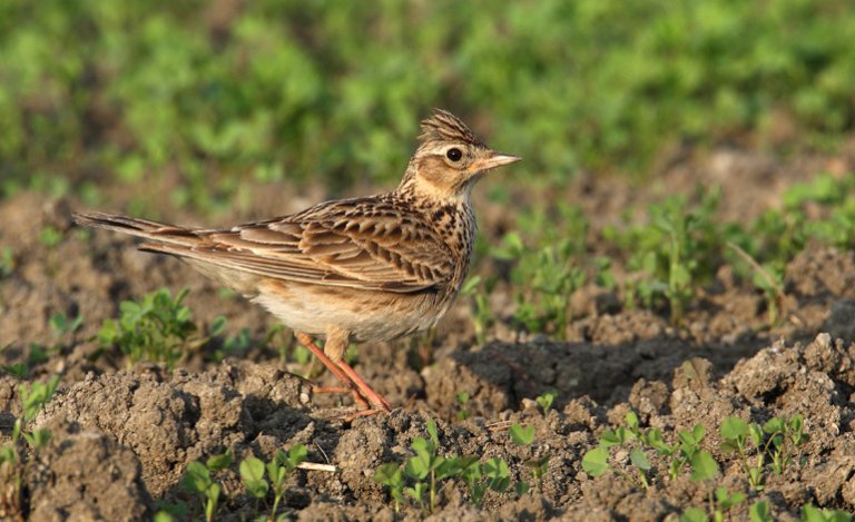 Allodola, il canto forte e melodioso - La Rivista della Natura