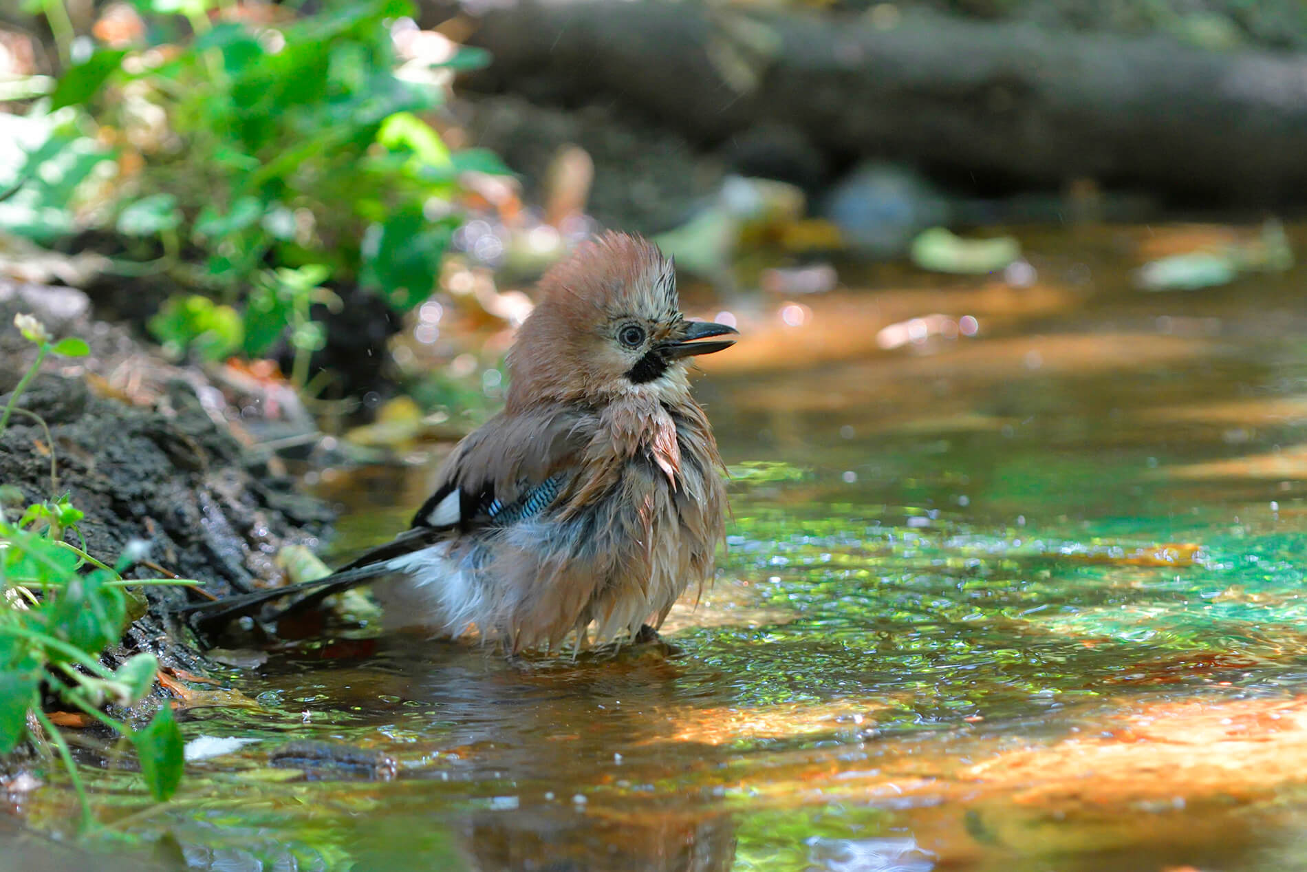 La ghiandaia e il bagno nell’oro - La Rivista della Natura