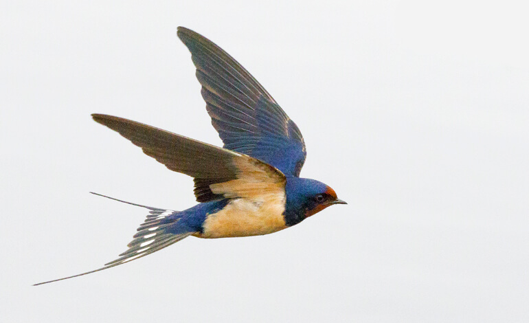 Rondine, instancabile volatrice - La Rivista della Natura