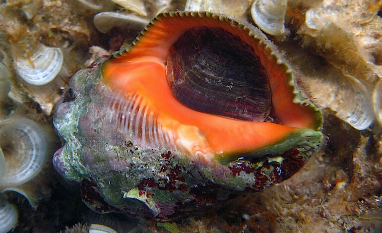 La porpora estratta dal mare - La Rivista della Natura