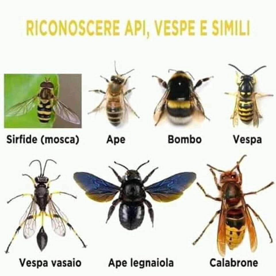 Guida agli insetti: riconoscere quali pungono e quali sono innocui - La ...