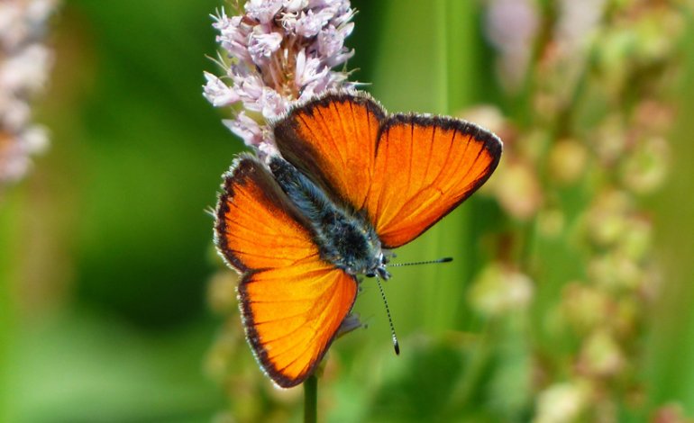 Licena delle paludi, sfaccettature nere e arancio - La Rivista della Natura