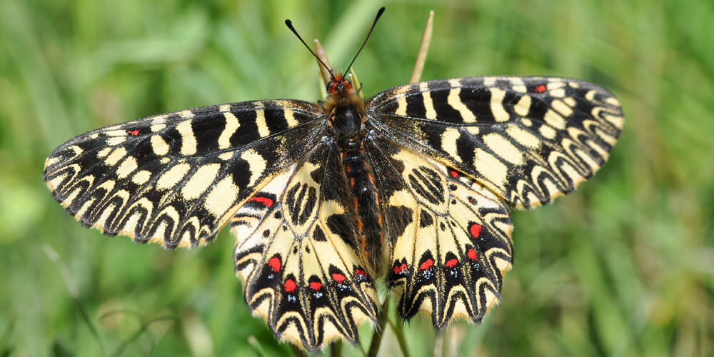 Polissena, volo lento di primavera - La Rivista della Natura