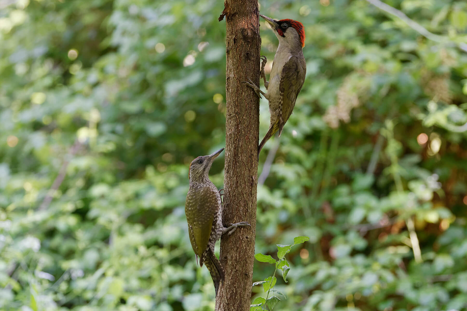 Il picchio verde e il figlio invadente - La Rivista della Natura