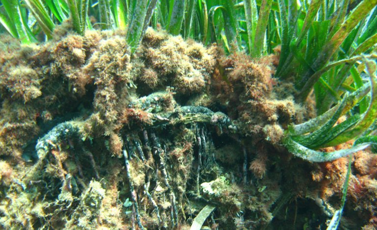Posidonia oceanica: alga o pianta? - La Rivista della Natura