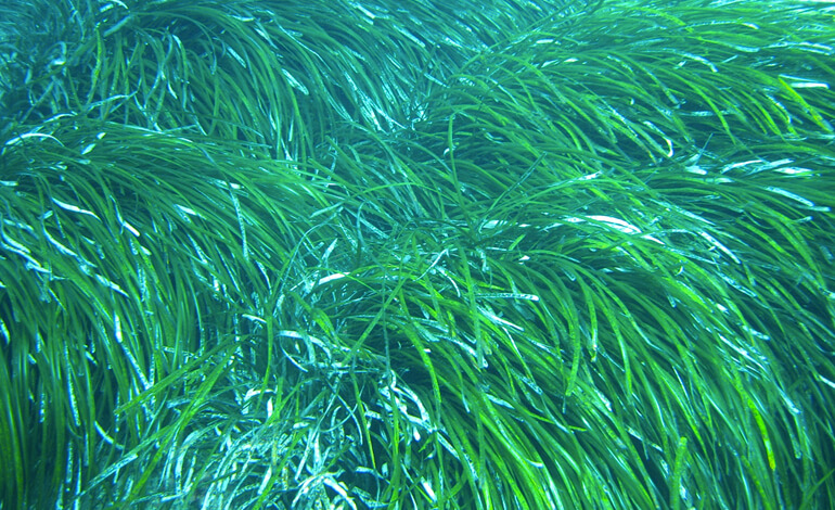Posidonia oceanica: alga o pianta? - La Rivista della Natura