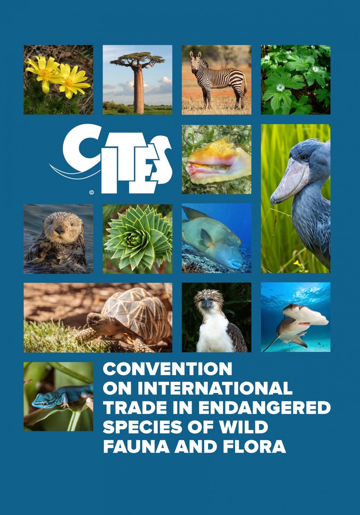 CITES, un passo avanti nella tutela degli elefanti