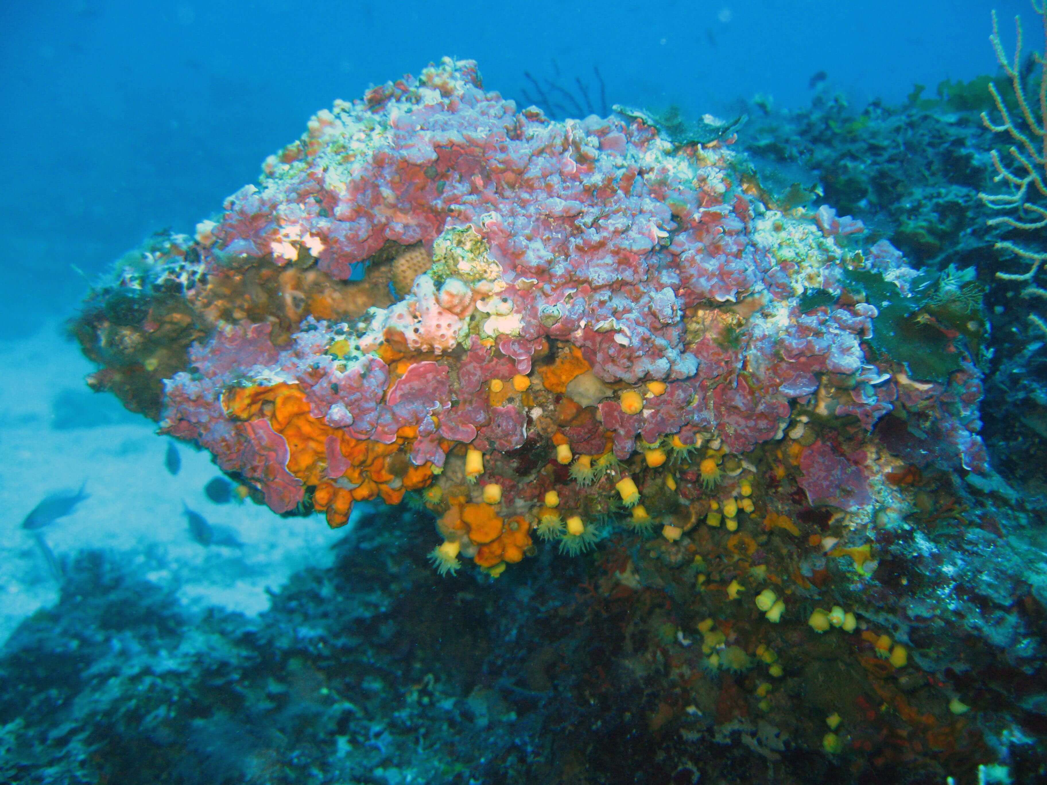 Il coralligeno: le scogliere coralline del Mediterraneo