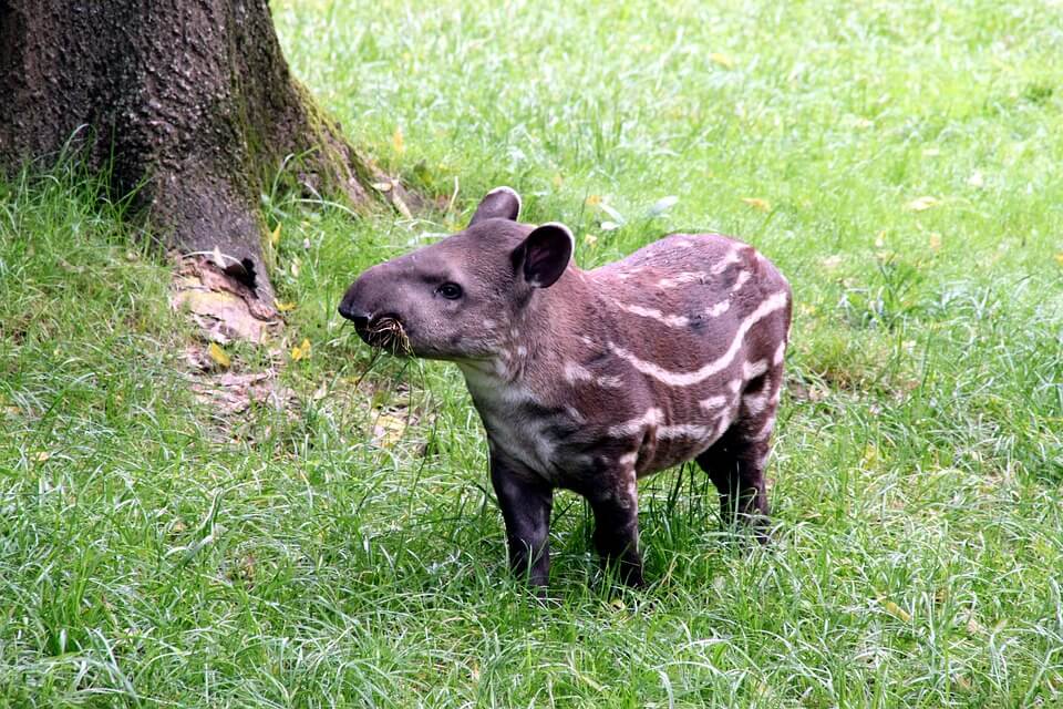 Speranza dalla Colombia per tapiro e giaguaro - La Rivista della Natura