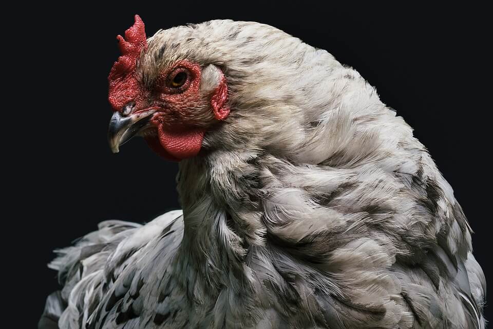 L’era del pollo: dall’evoluzione allo sfruttamento commerciale - La ...