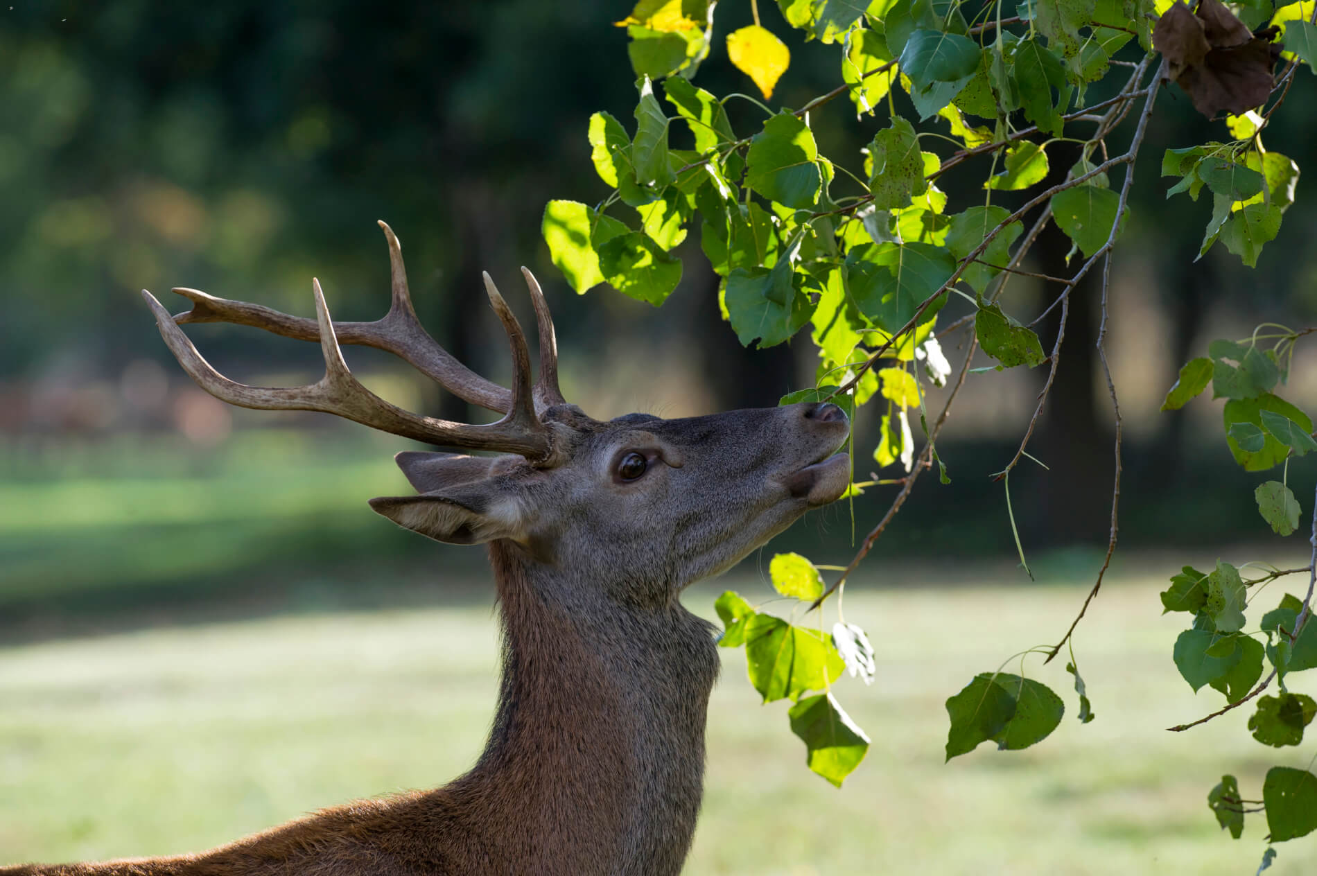 Faccia a faccia con il cervo delle dune, animale del Medioevo - La ...