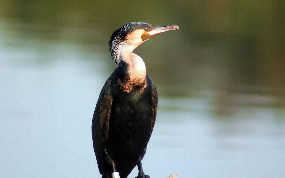 La Lombardia dichiara guerra ai cormorani - La Rivista della Natura