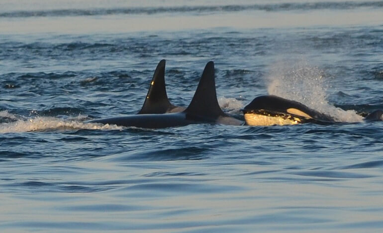 ULTIMA ORA: le orche si dirigono verso lo Stretto di Gibilterra
