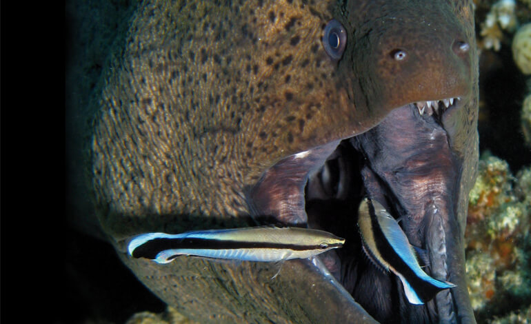 Simbiosi e mutualismo il pesce pulitore e la morena gigante