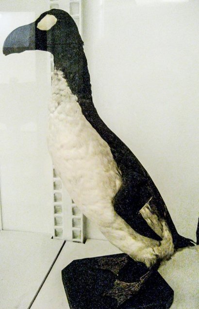 L’alca impenne si estinse a causa della caccia. Un monito per il presente