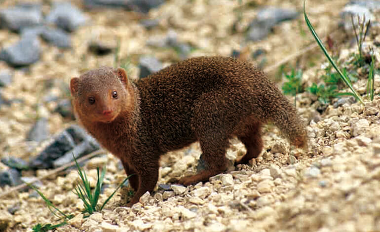 Simbiosi e mutualismo sono strategie per vivere meglio