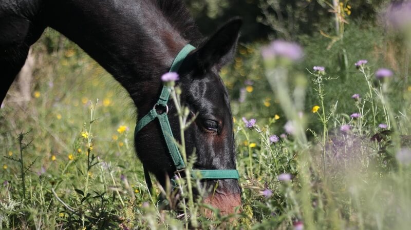 Un documentario naturalistico a dorso di mulo