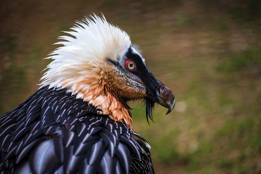 Gipeto e aquila reale: un’escursione sulle tracce dei nobili rapaci - VIDEO