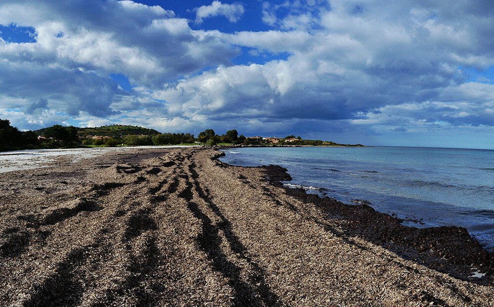 La gestione della Posidonia oceanica in Sardegna