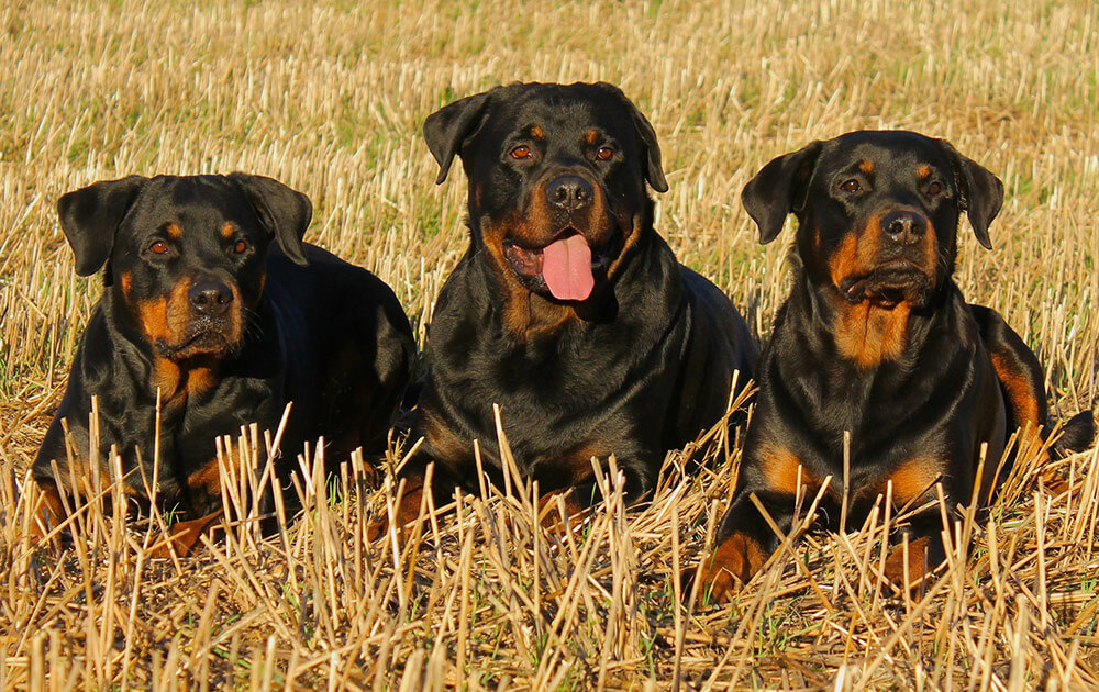 Rottweiler: dall’antica Roma a oggi
