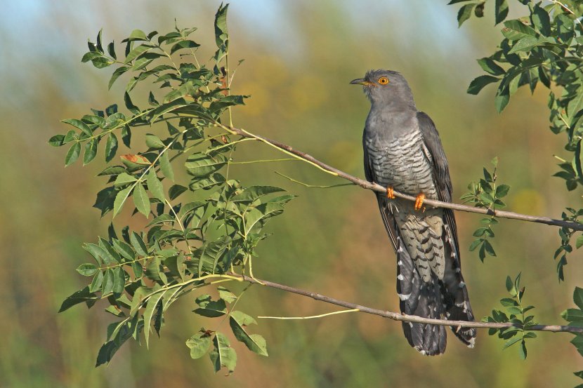 Cuculo, l'opportunista per definizione – La Rivista della Natura