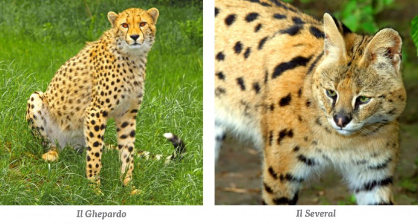 La complicata classificazione della sottofamiglia Felinae