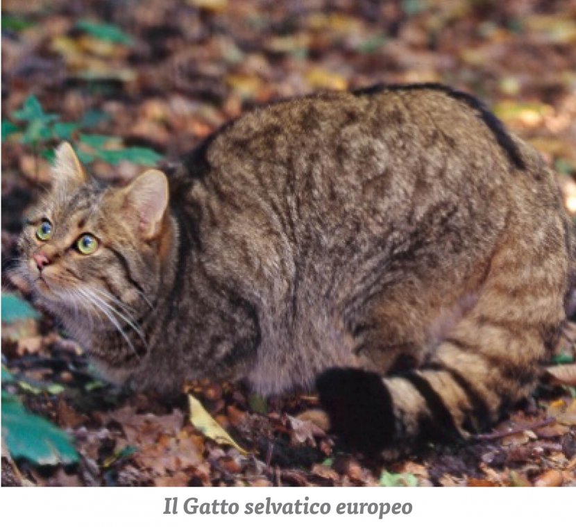 La complicata classificazione della sottofamiglia Felinae