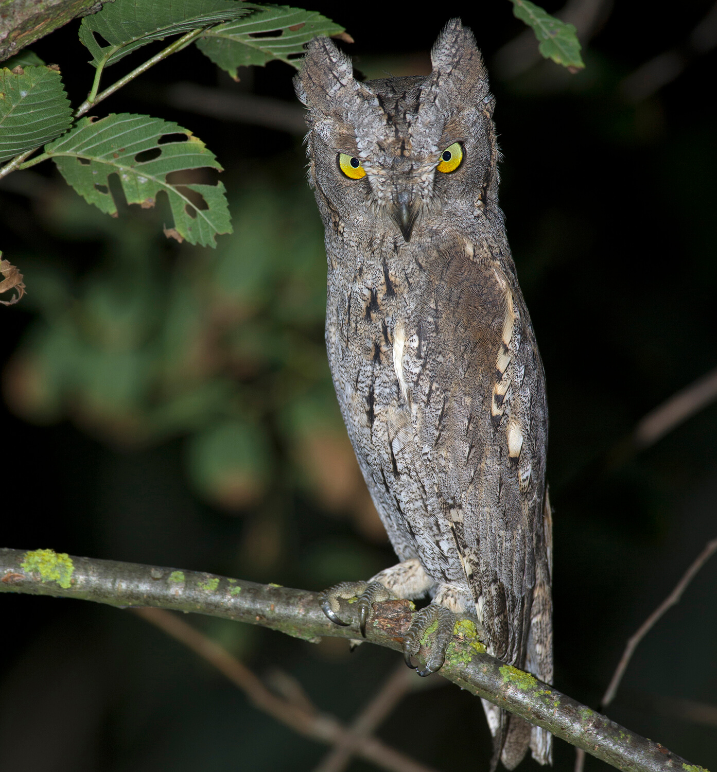Impariamo a riconoscere i canti dei rapaci notturni
