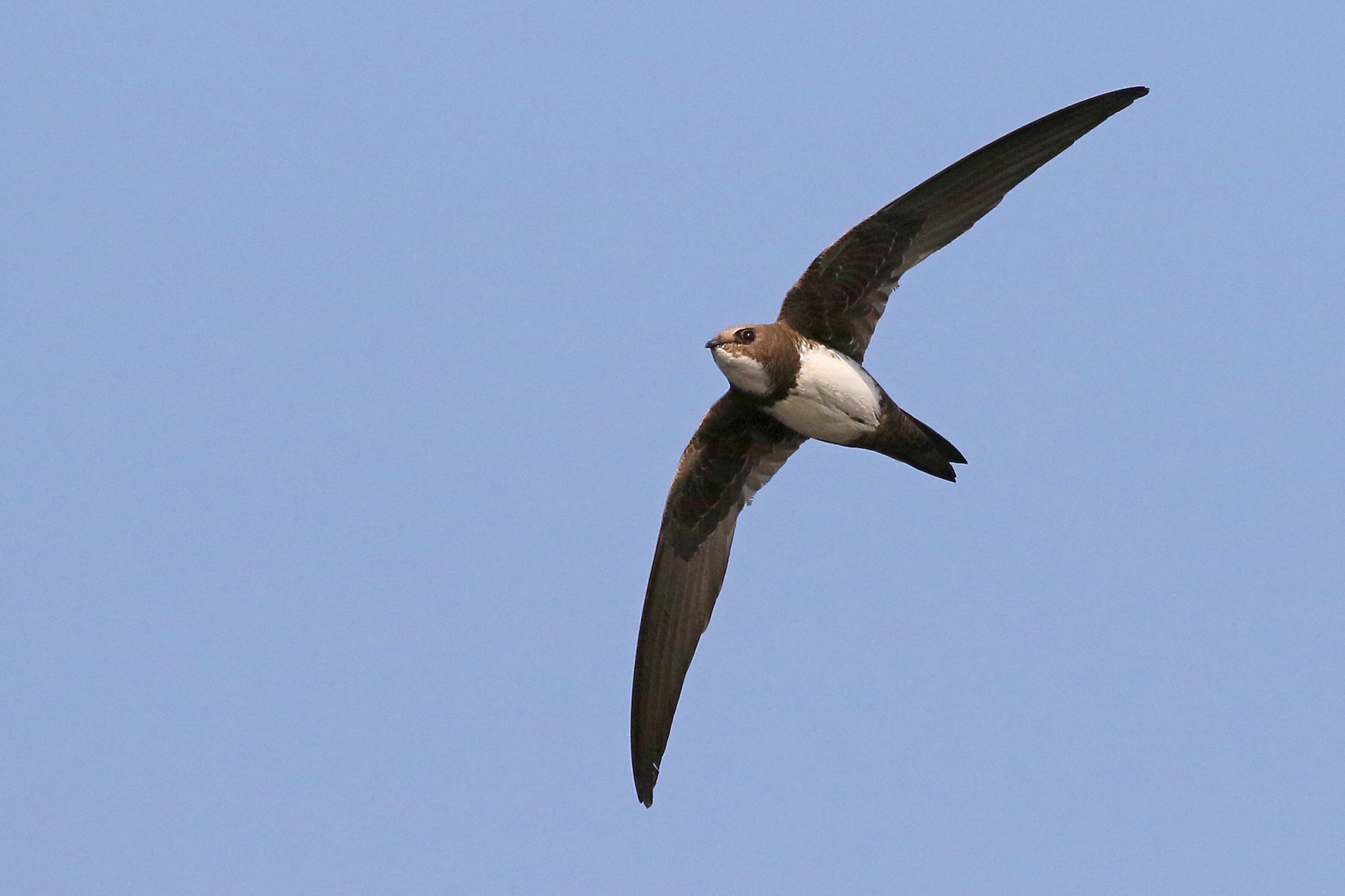 Rondone maggiore, volatore instancabile, dal trillo inconfondibile