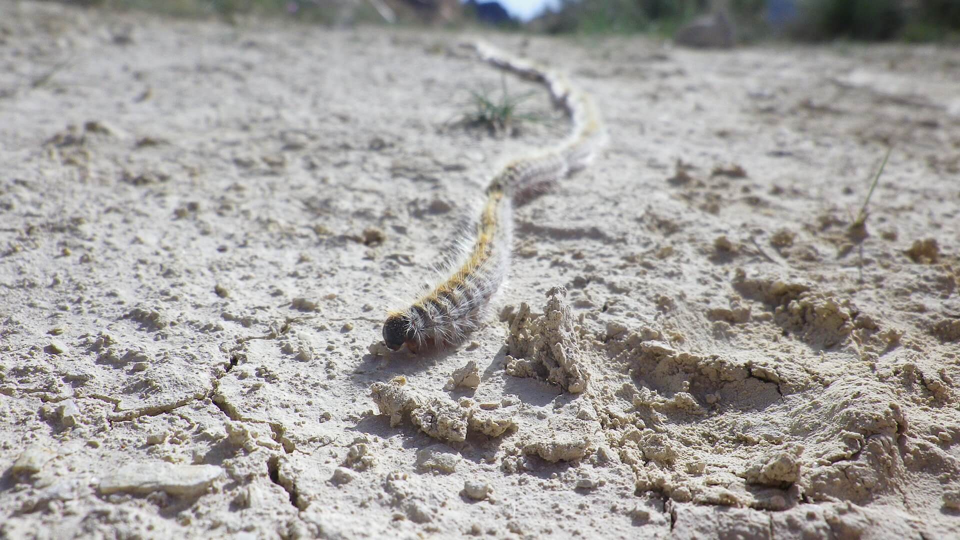 A Primavera torna la pericolosa Processionaria