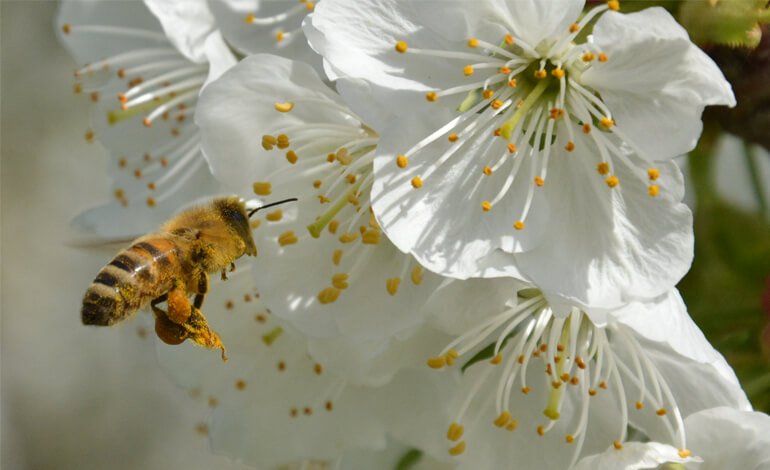 La Giornata mondiale delle api