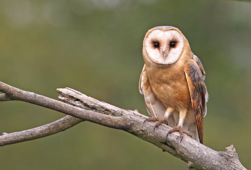 Barbagianni, la faccia a forma di cuore – La Rivista della Natura