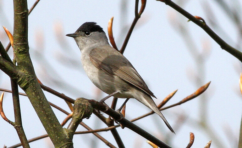 Pensieri scritti durante il Coronavirus. “Una giornata particolare”