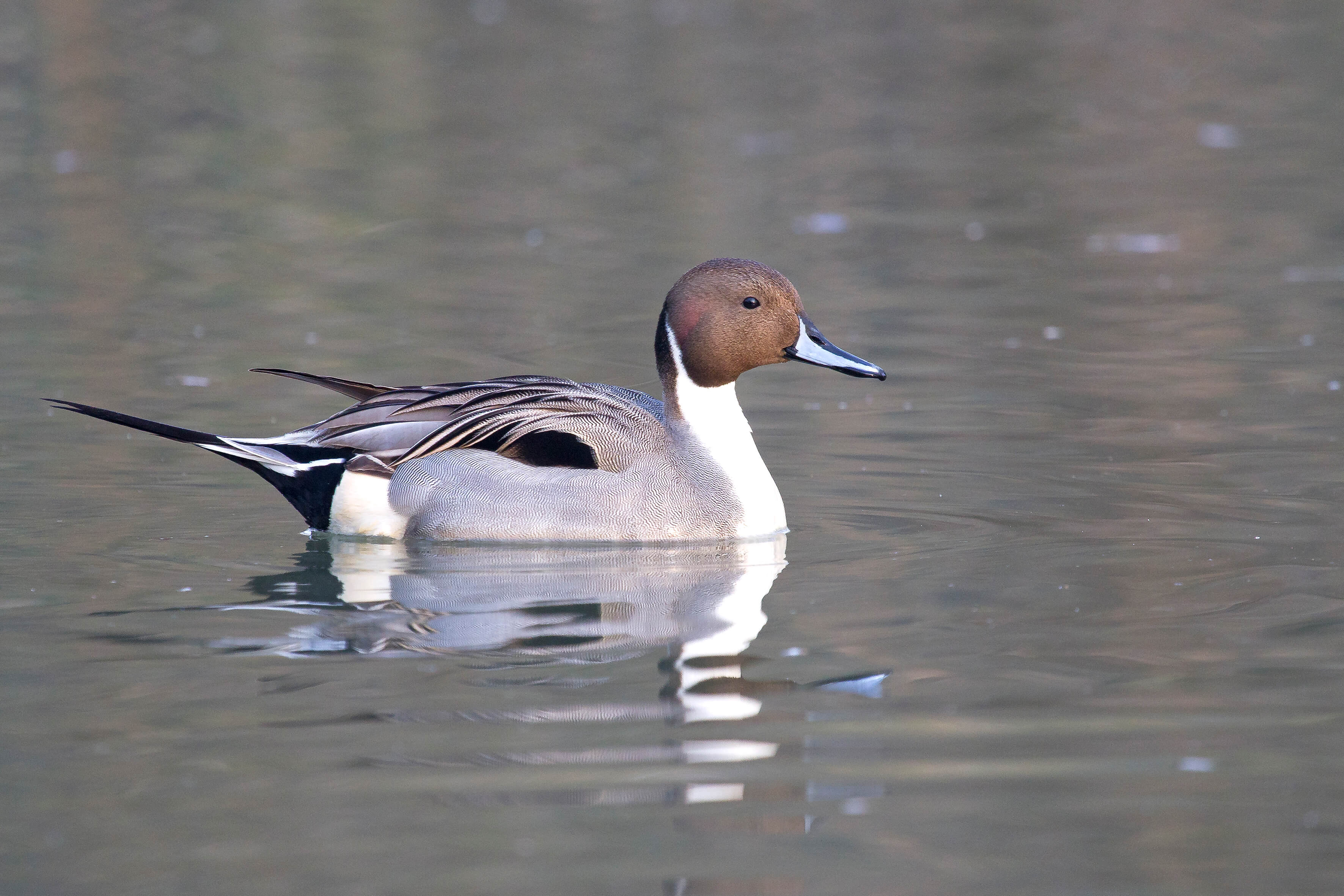 Codone di nome e di fatto!