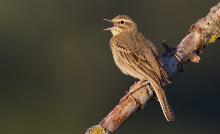 Calandro, amante degli spazi aperti e dei suoli aridi
